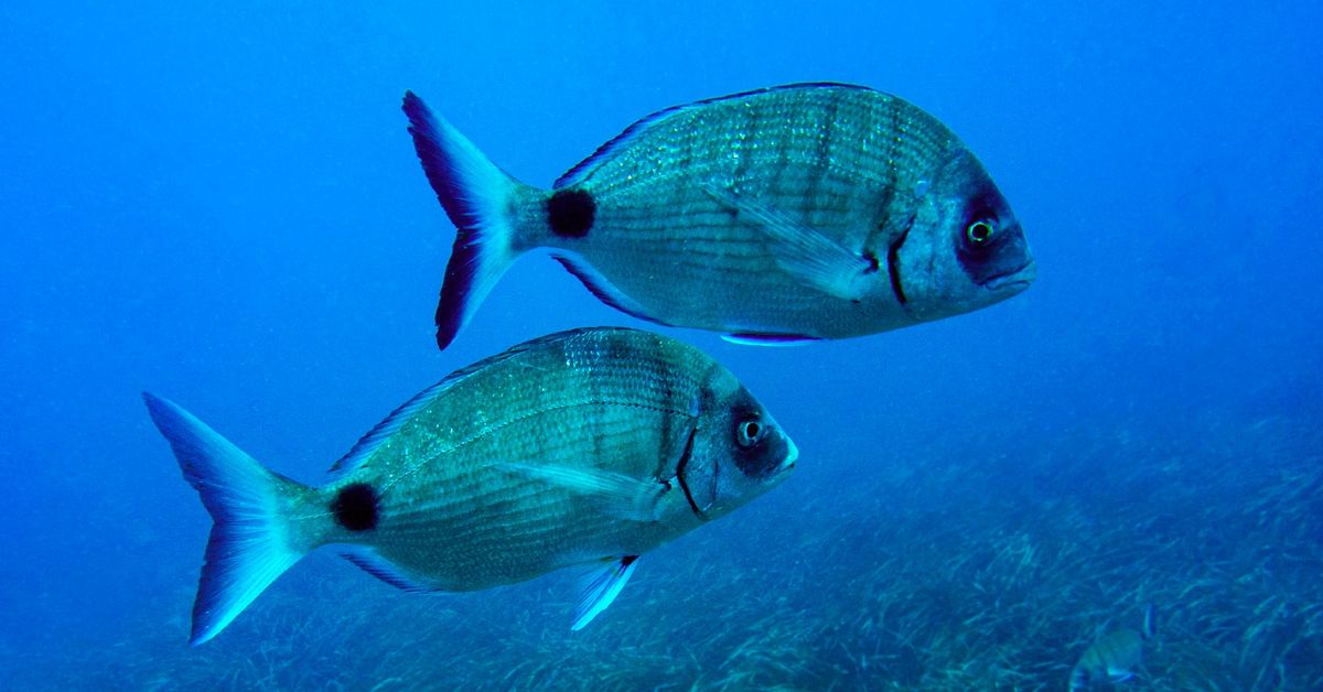 Los 10 peces más comunes del mediterráneo