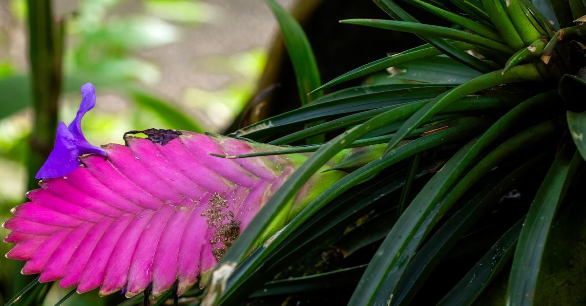Todo sobre la Tillandsia cyanea: la planta de aire más decorativa