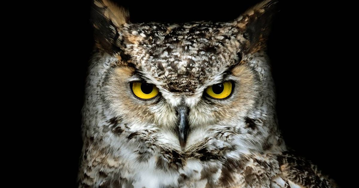 ¿Cómo ven los animales nocturnos en la oscuridad?