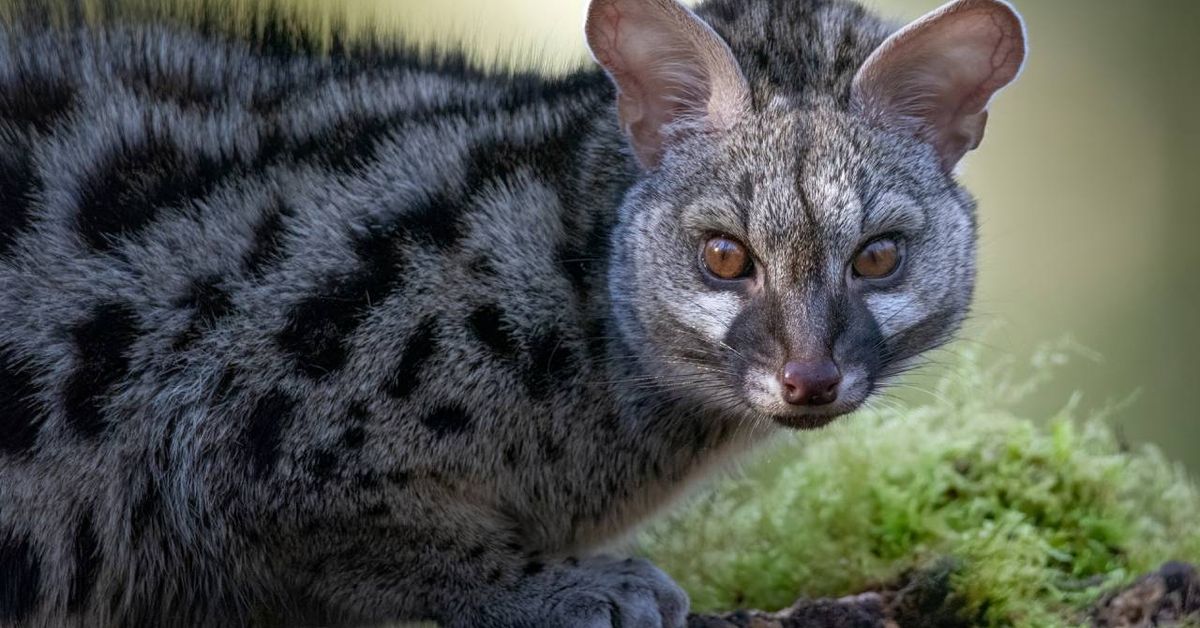 Jineta o gineta (Genetta genetta) - Características y curiosidades