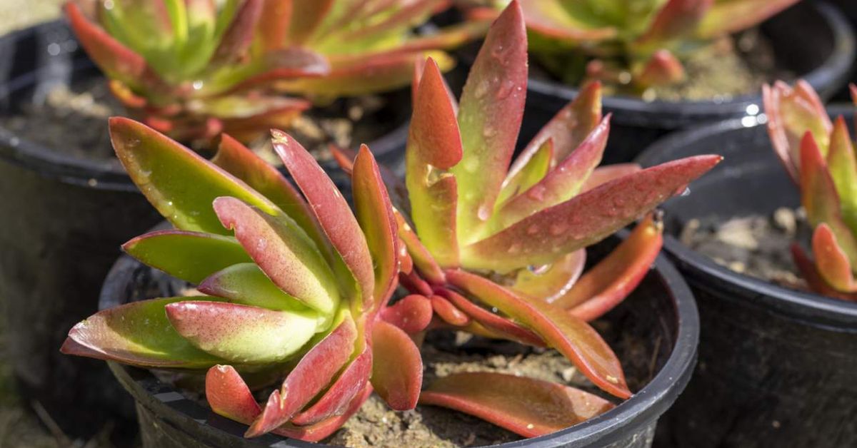 Crassula capitella Campfire, todo sobre esta suculenta rojiza