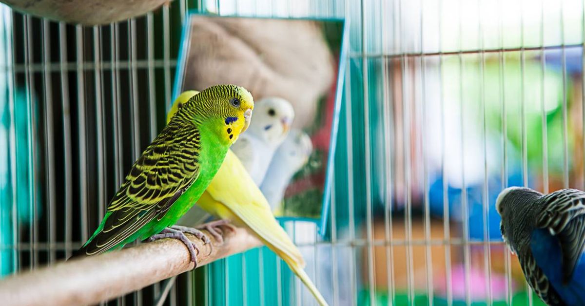 Cómo criar aves en casa, la guía completa para principiantes