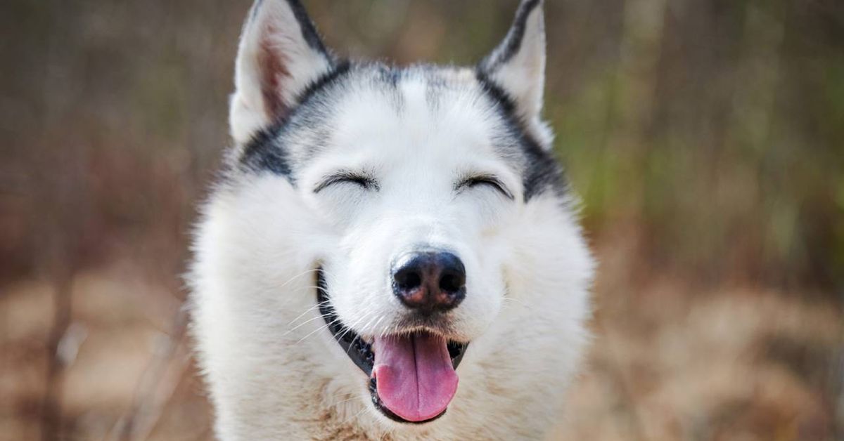 ¿Por qué tu perro sonríe? Significados y señales clave