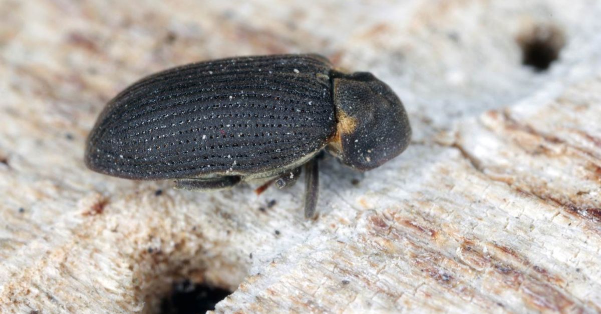 Tipos de polillas de la madera más comunes y cómo acabar con ellas