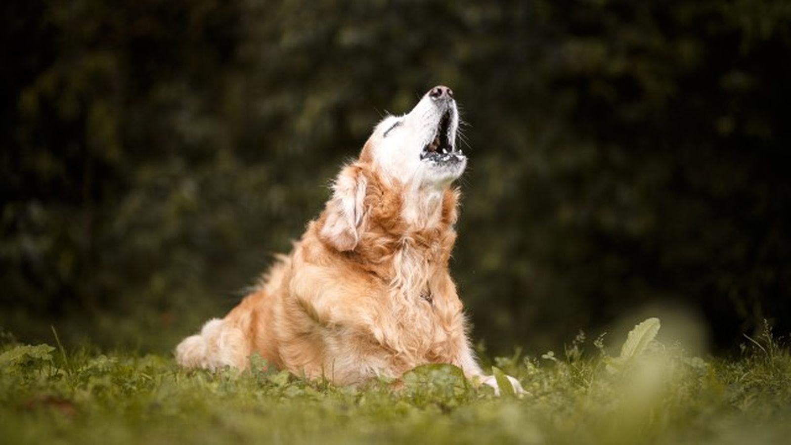+300 Nombres para PERROS Bonitos y Originales - Los mejores +300 Nombres para PERROS Bonitos y Originales - Los mejores