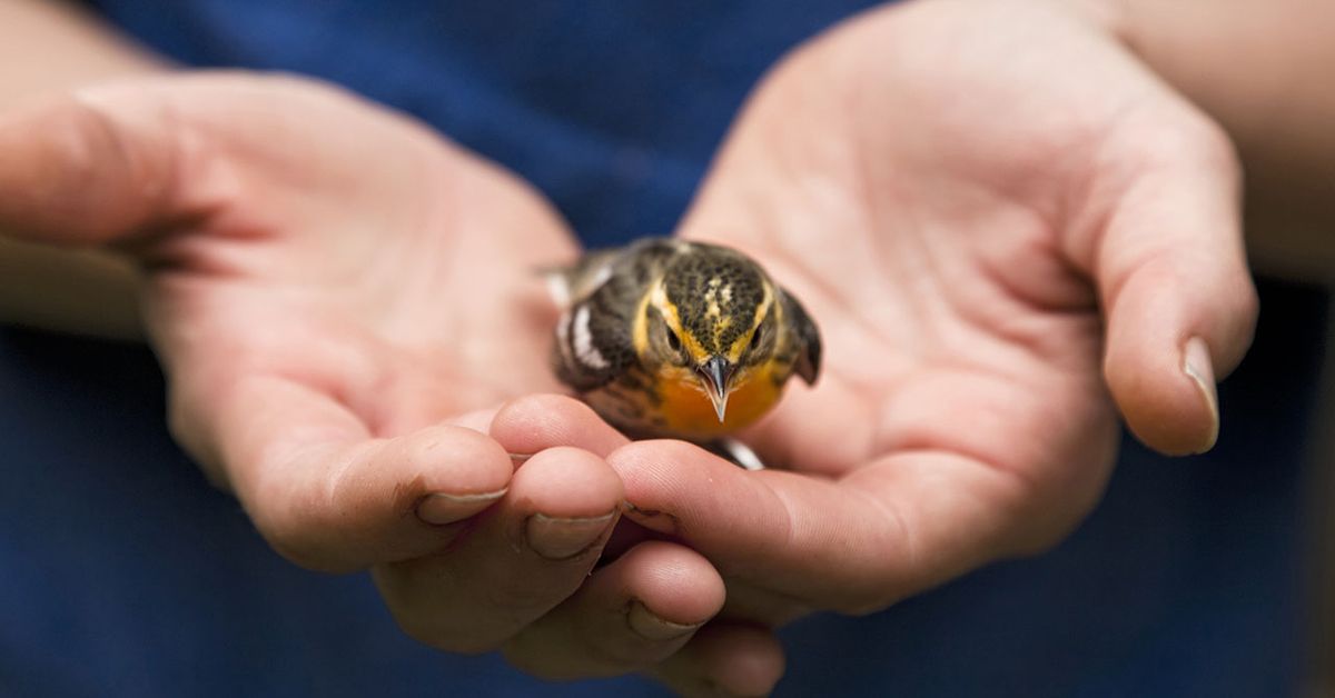 Qué hacer si encuentras un pájaro herido