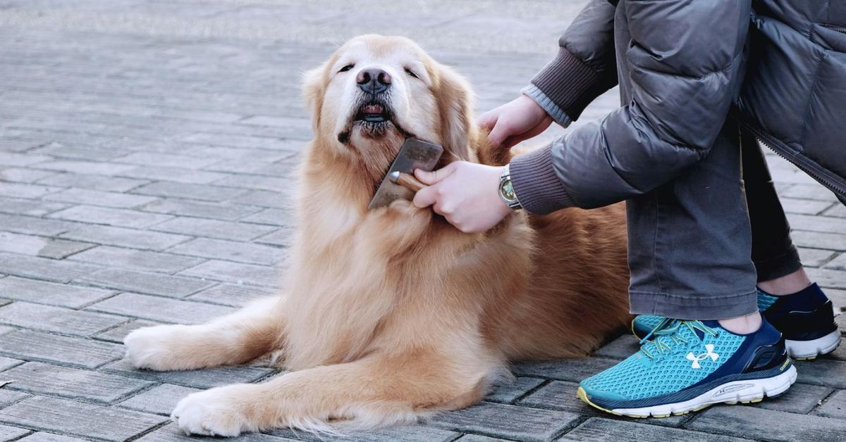 Guía de perros con pelo: razas populares y consejos de cuidado