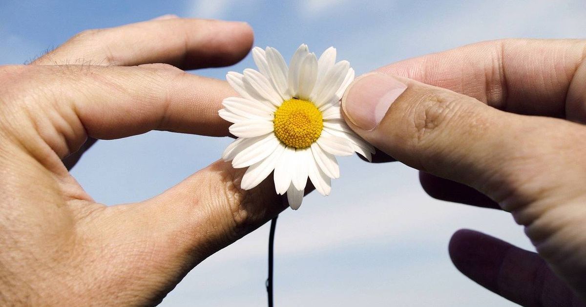 Deshojar margaritas: entre el amor y la superstición