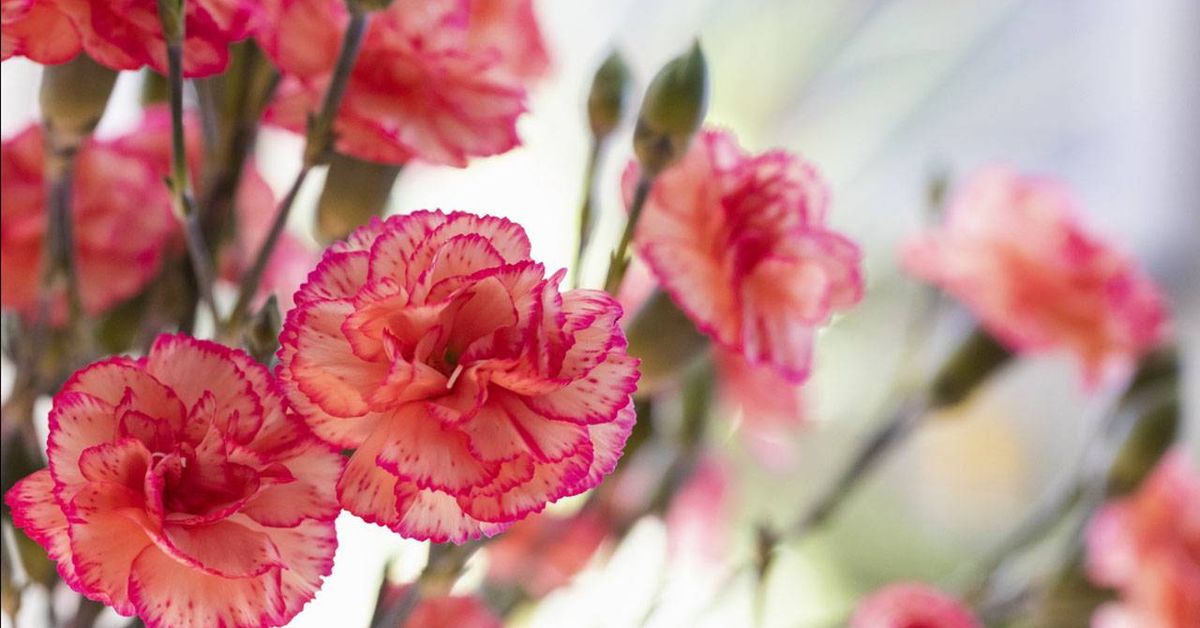 Clavel: características y cuidados principales - Jardinatis