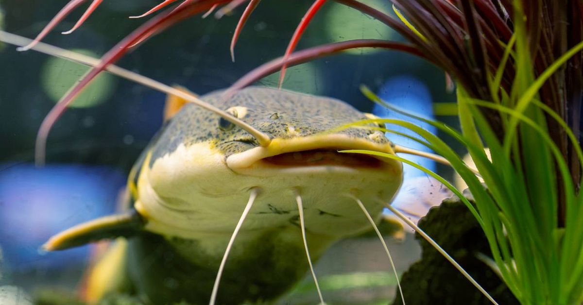 Pez gato (siluriforme) - Características, cuidados y curiosidades
