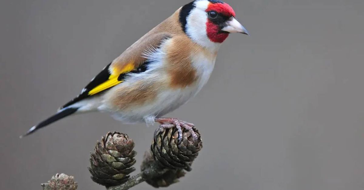 +150 Nombres para PÁJAROS Machos y Hembras de todo tipo