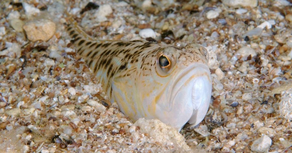 La amenaza del pez araña o faneca en las playas españolas