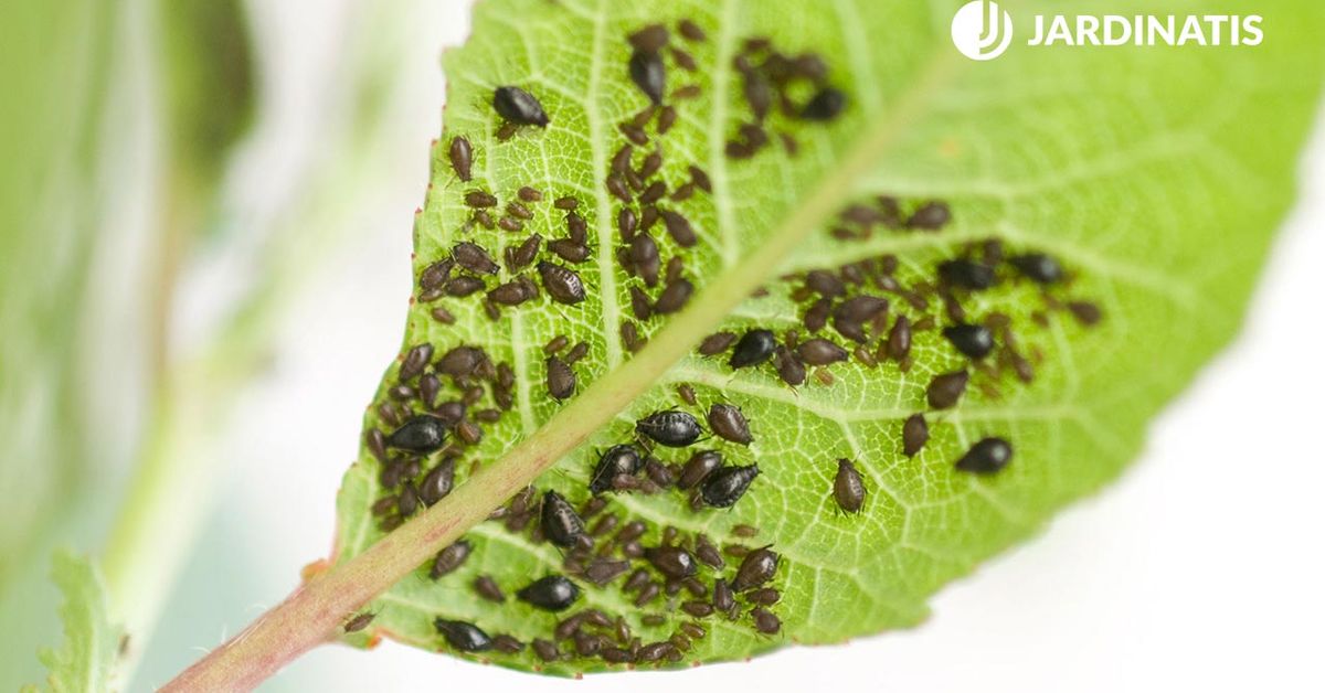 Pulgón en las plantas: qué es, tipos y cómo eliminarlo