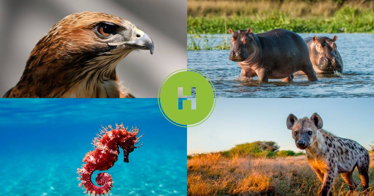 Animales que empiezan por H | Hogarmania