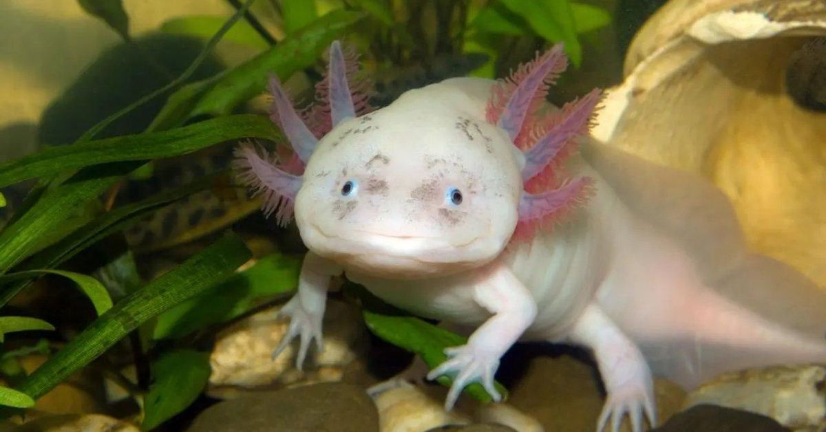 Los 30 Animales más Raros del Mundo - Fotos y Características