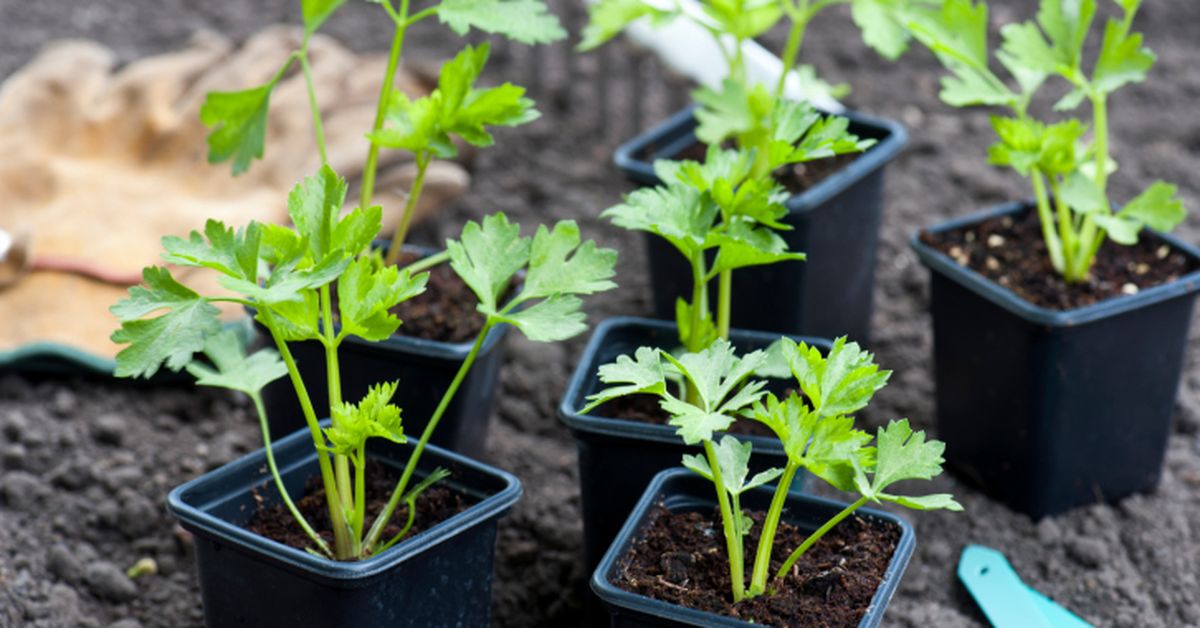 Cómo cultivar apio