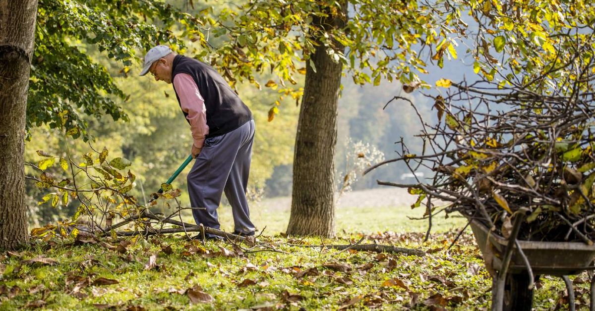La biotrituradora de Lidl que arrasa: barata, práctica y perfecta para ...