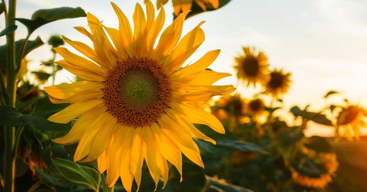 Girasol (Helianthus annuus): Todo lo que debes saber