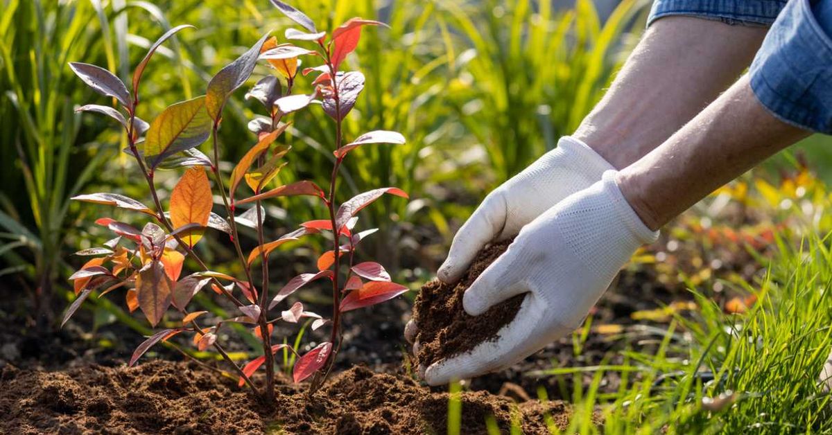 Mantillo, todo lo que necesitas saber sobre él