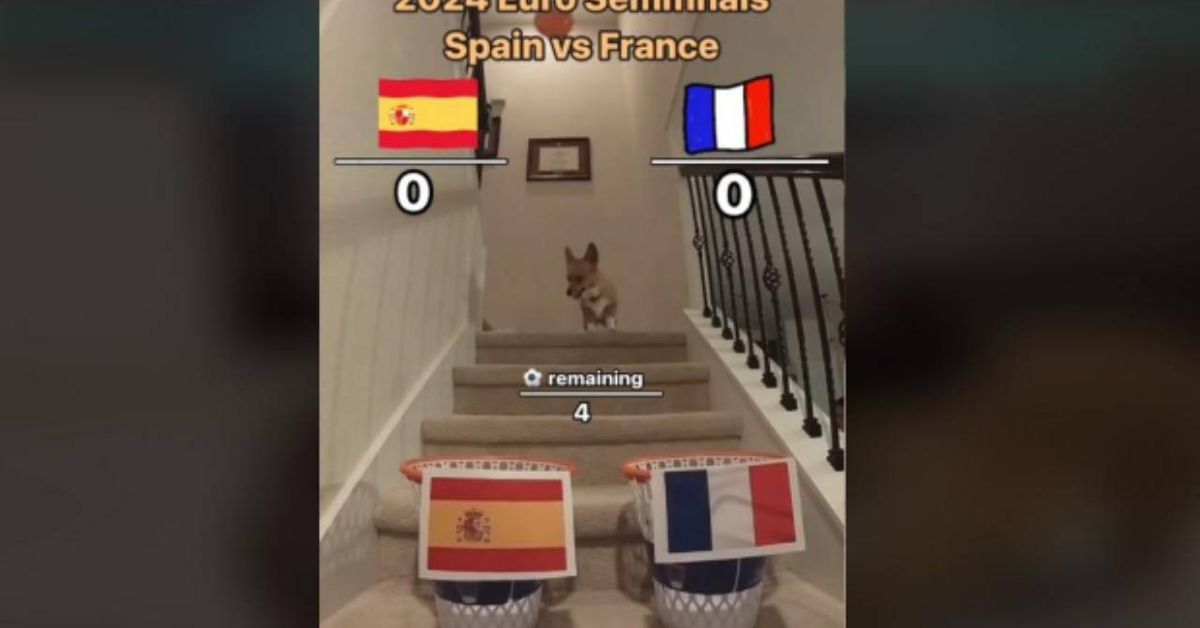 Furry, el perro que nos desvela el ganador del España-Francia