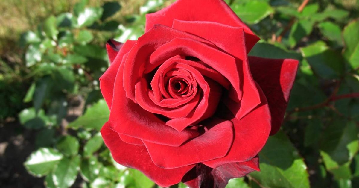 Guía completa para el cuidado y plantación del rosal