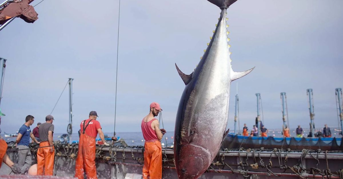 El ronqueo del atún rojo en Cádiz: el espectáculo más salvaje (y ...