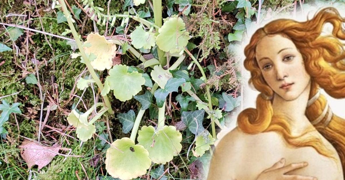 El ombligo de Venus, una planta con mucha simbología que crece en las rocas