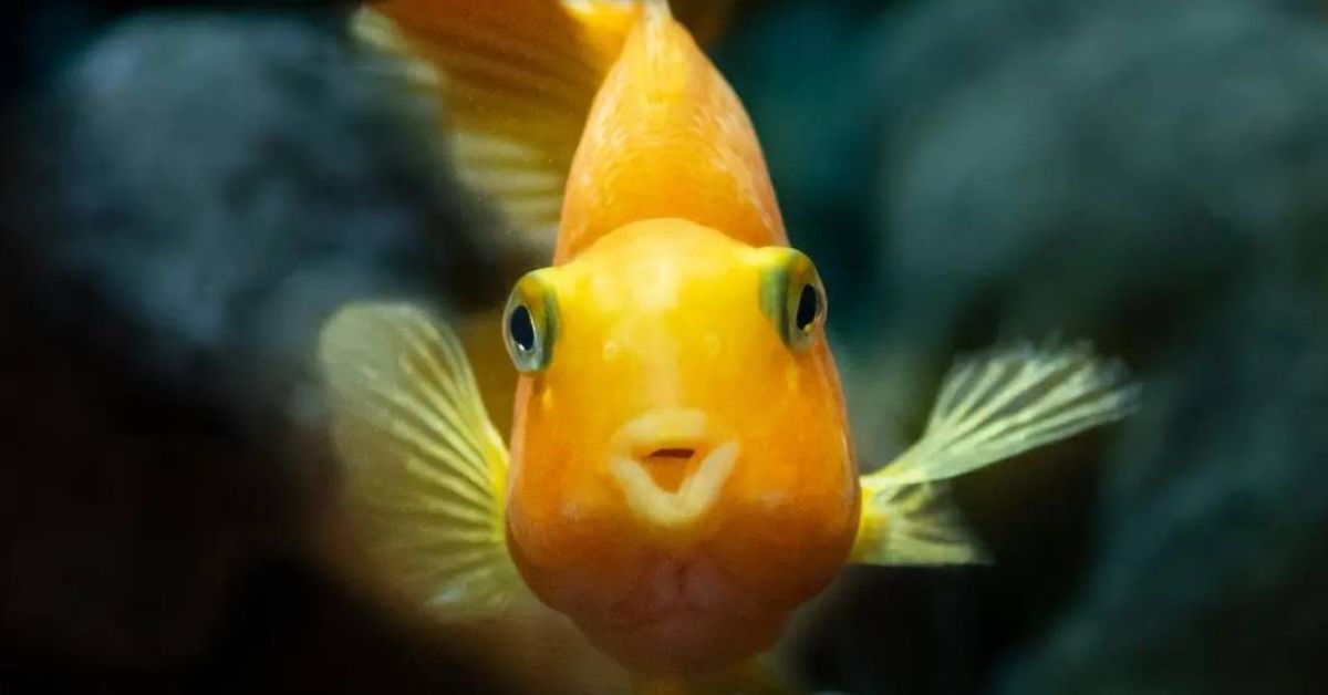 Los mejores nombres para PECES - 200 ideas geniales