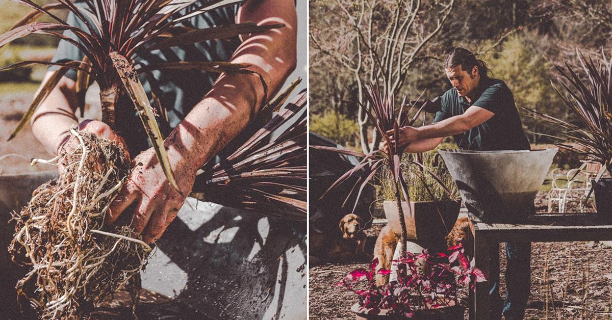 Cómo dividir una mata de Cordyline sin dañar las raíces - Jardinatis