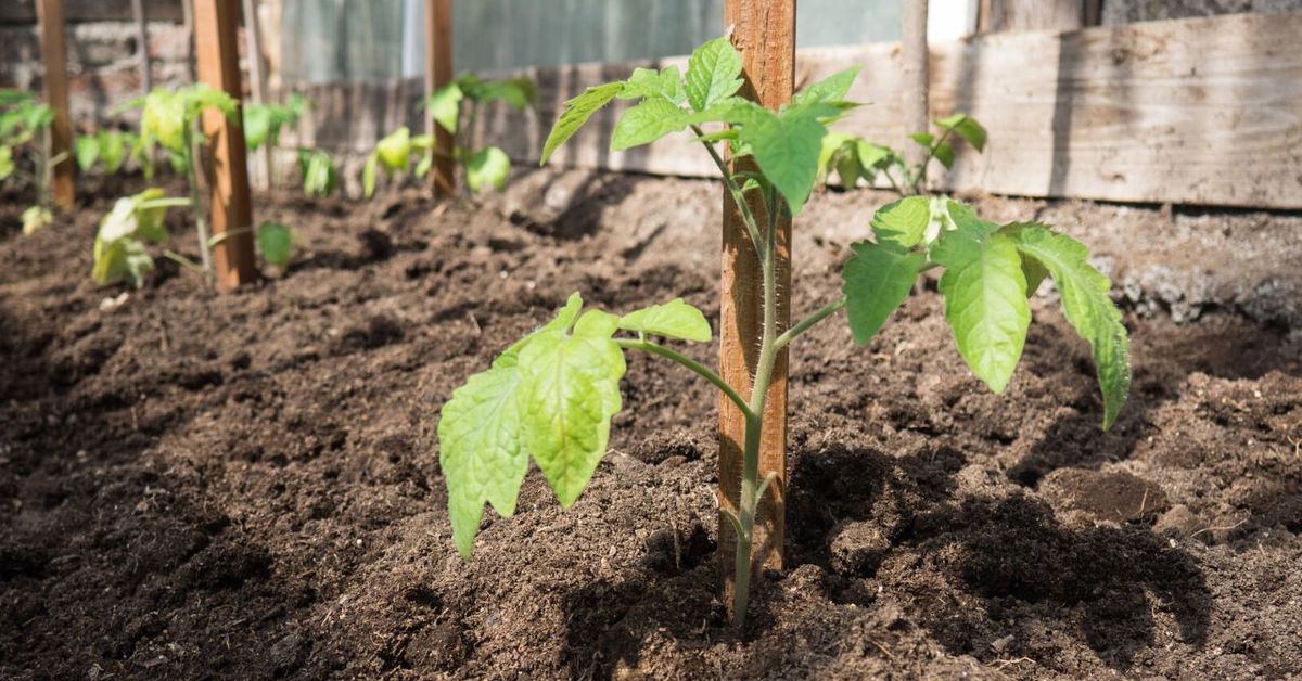 Guía práctica para entutorar tomates en tu jardín