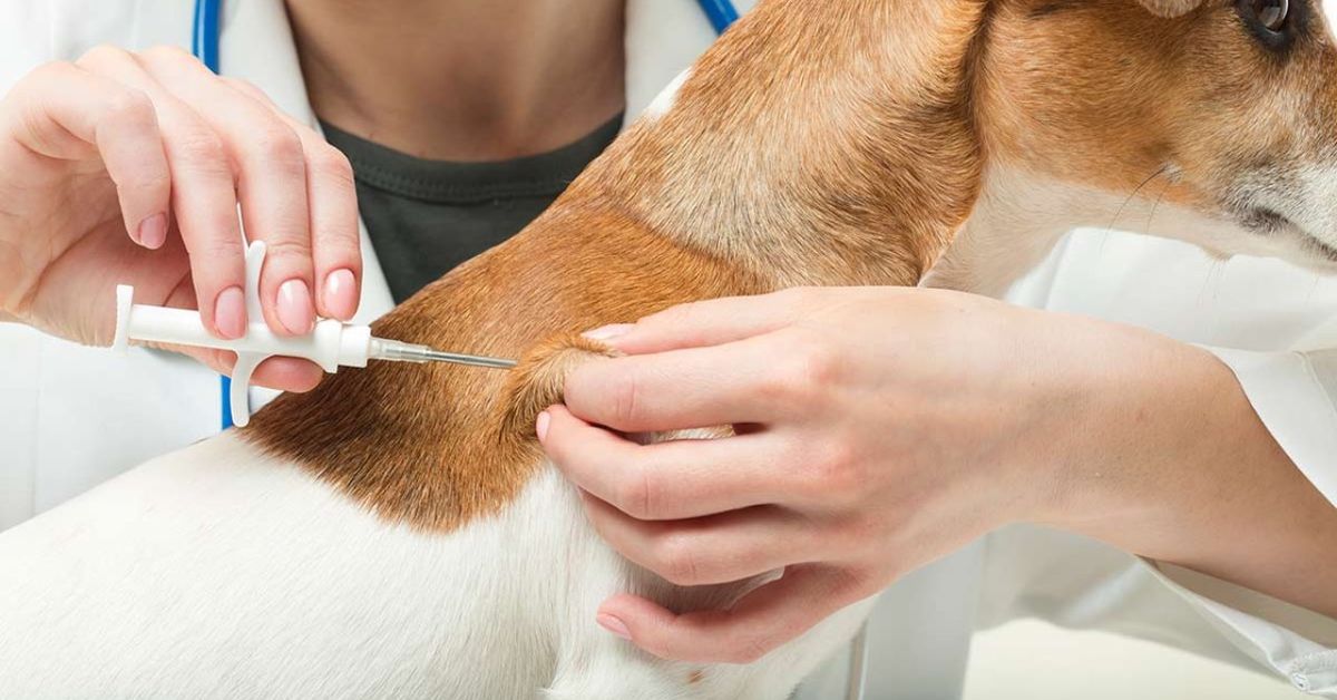 Microchip para Perros [Guía] - Resolvemos Todas tus dudas