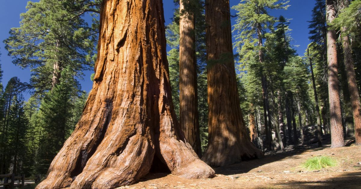 Dos variedades de sequoias