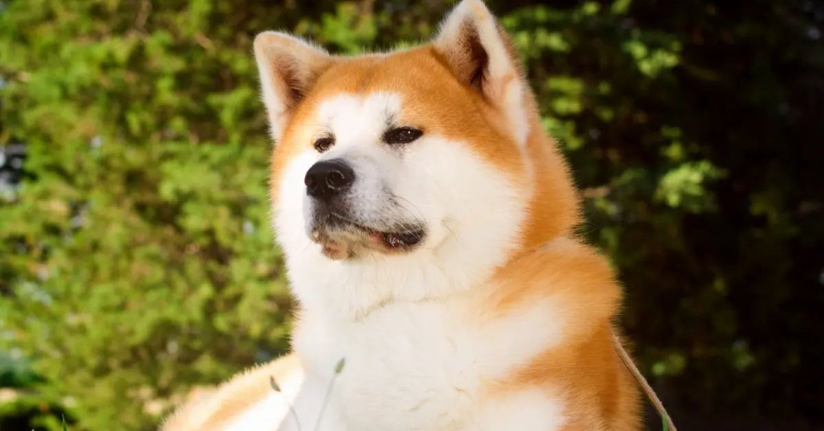 Perros Japoneses - Estas son las 14 Razas de Japón ⛩