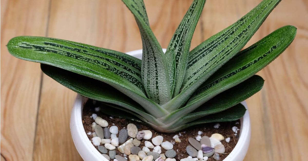 ¿Cómo cuidar la Gasteria? Suculenta resistente y decorativa para tu hogar