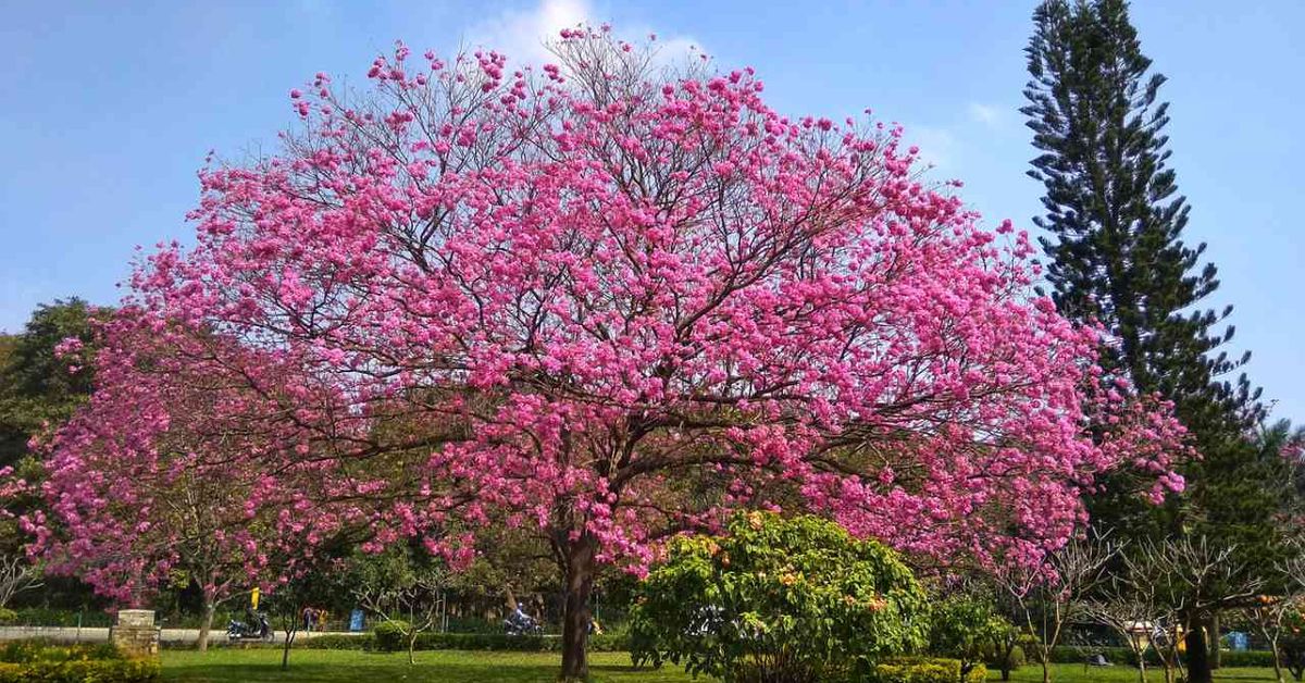 18 árboles con flores rosas para añadir elegancia a tu jardín