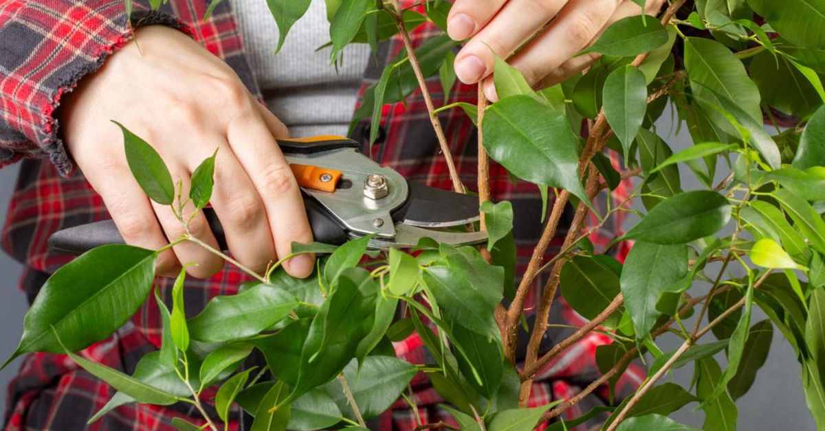 ¿Cómo y cuándo podar un ficus? Aprende paso a paso
