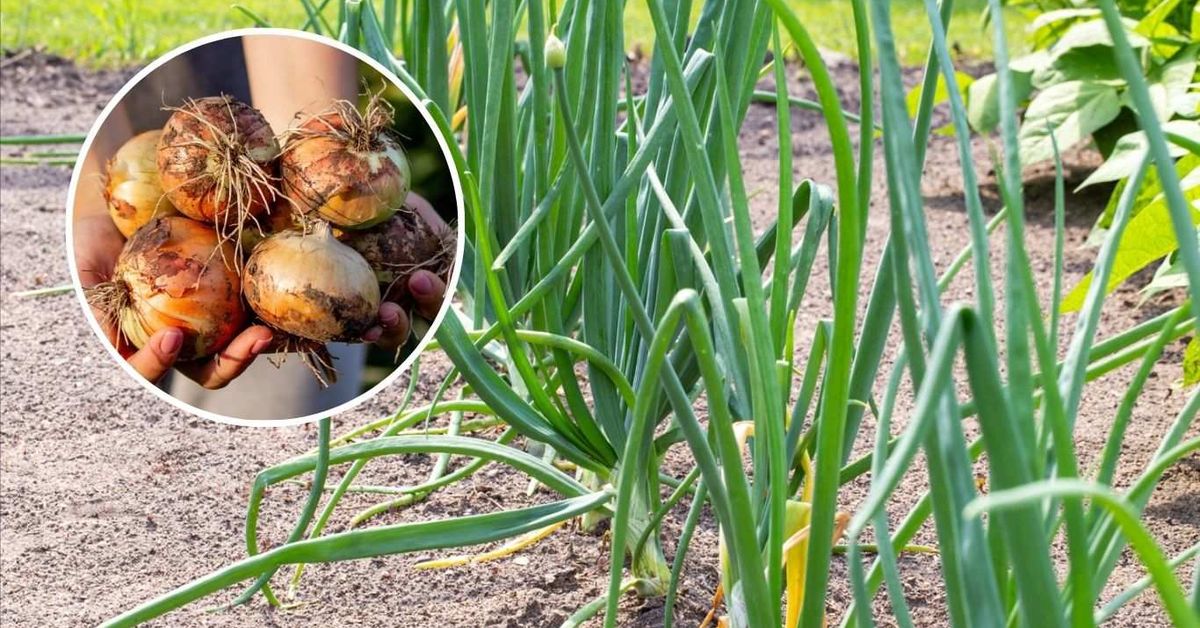 Cómo plantar cebollas: guía para una cosecha exitosa