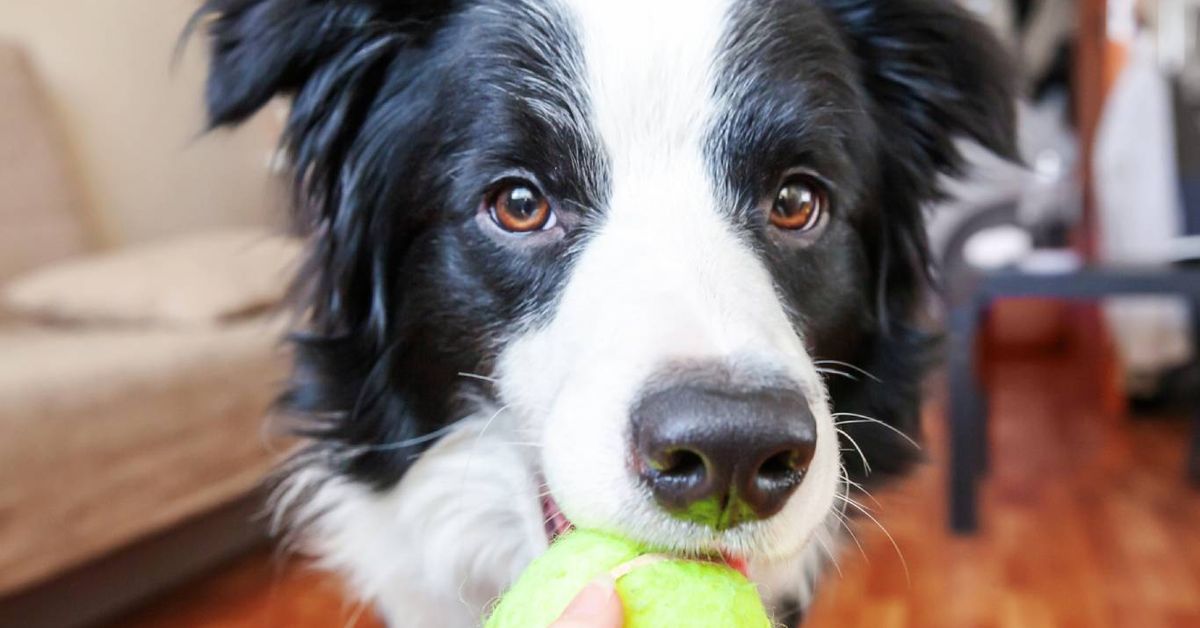 Los perros más inteligentes del mundo - Razas y habilidades