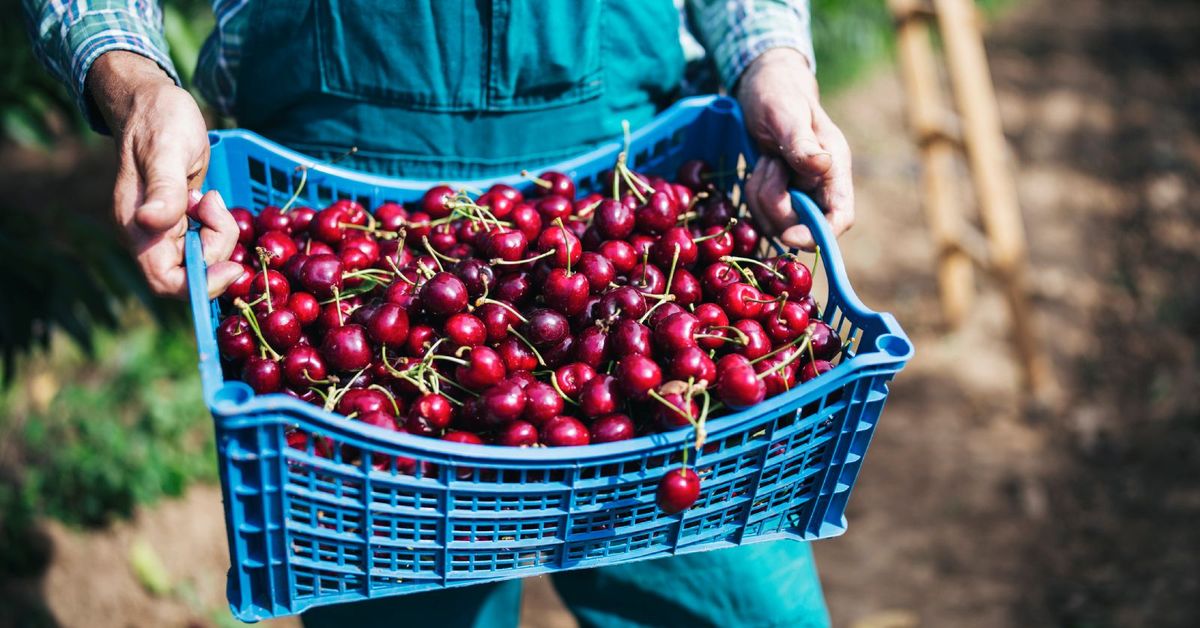 Fruta de temporada: Diferencias entre cereza y picota: cómo ...