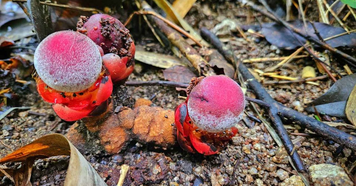 Plantas parásitas: qué son, cómo funcionan y ejemplos impactantes