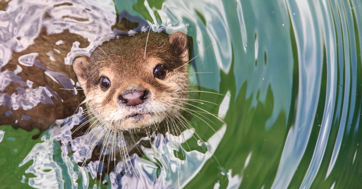 La nutria: descubre las habilidades y curiosidades de este mamífero ...