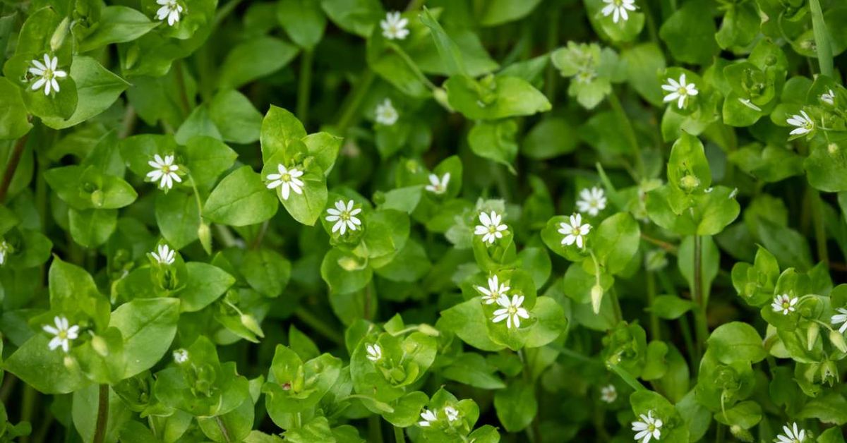 Pamplina: cultivo, usos y beneficios secretos de la hierba gallinera