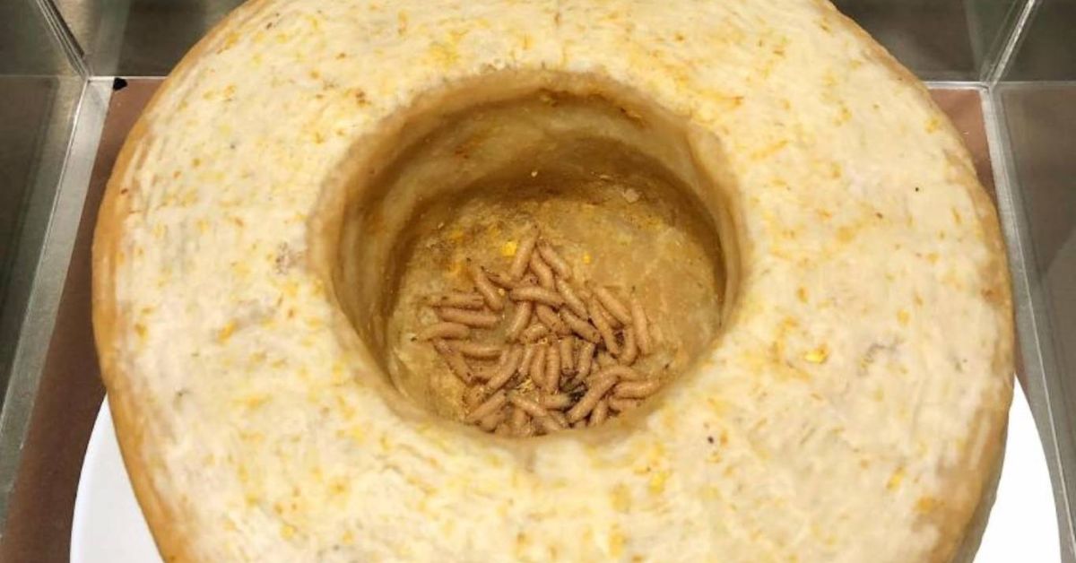 Casu Marzu, el queso más peligroso del mundo que solo encontrarás en ...