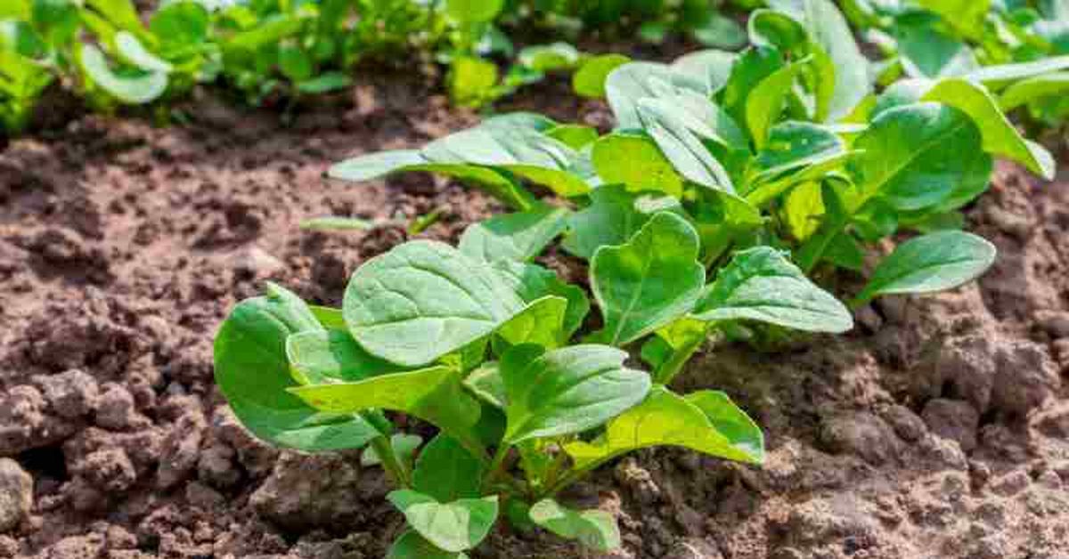 Rúcula, todo sobre su cultivo