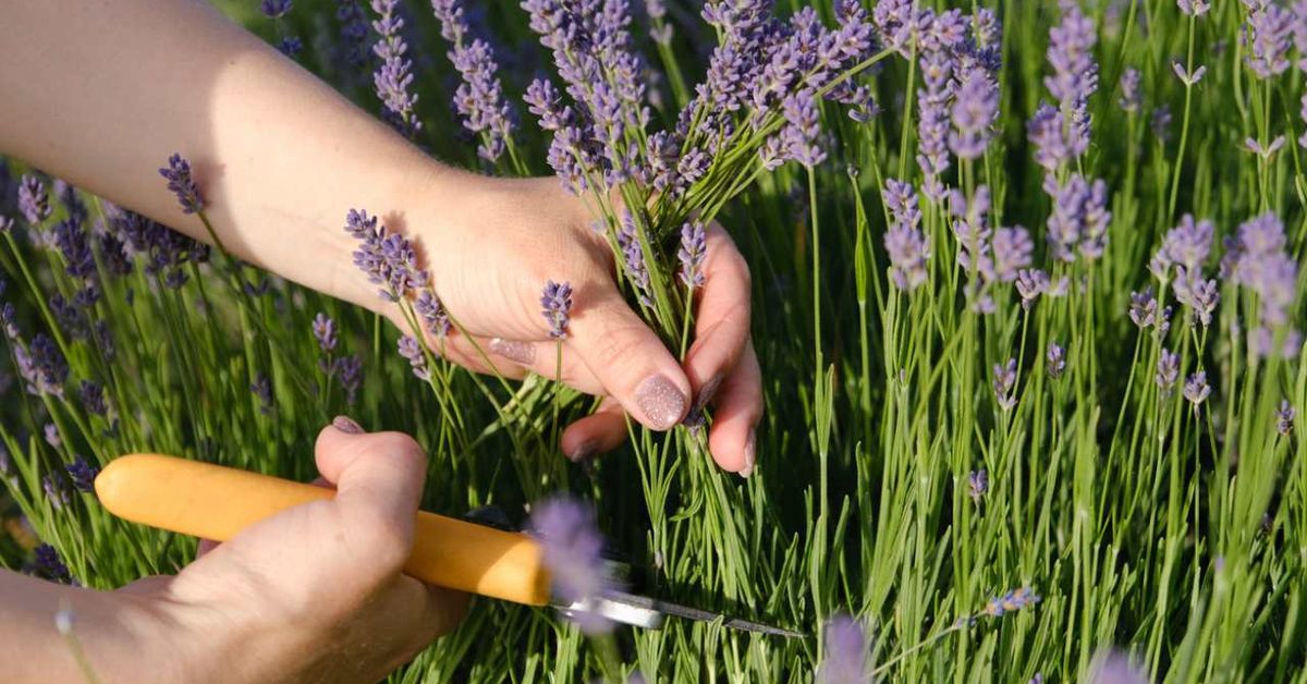 Cómo podar la lavanda: Consejos para una floración abundante y saludable