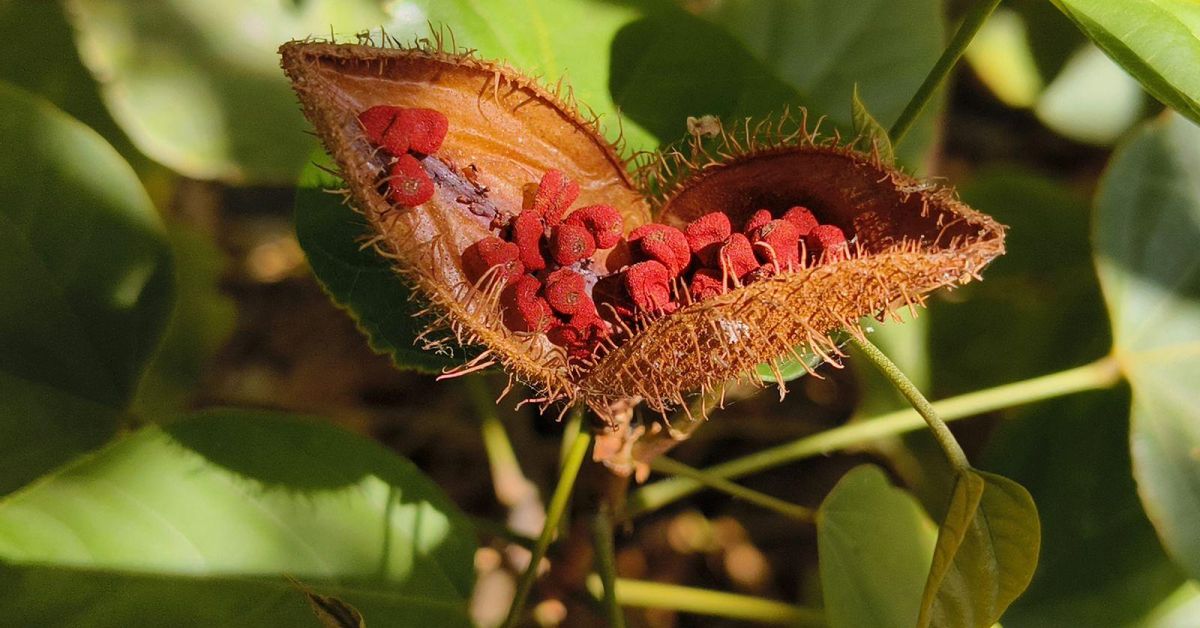Achiote: qué es, su origen, usos y beneficios | Cocinatis