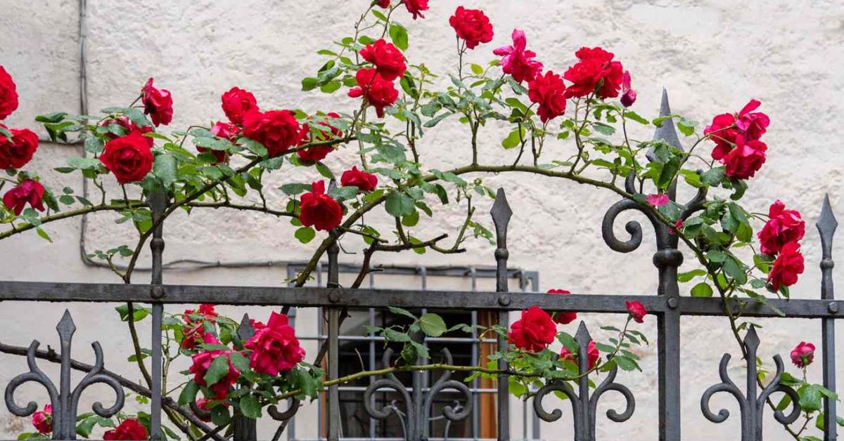 Rosal trepador: guía completa para su cultivo y cuidado