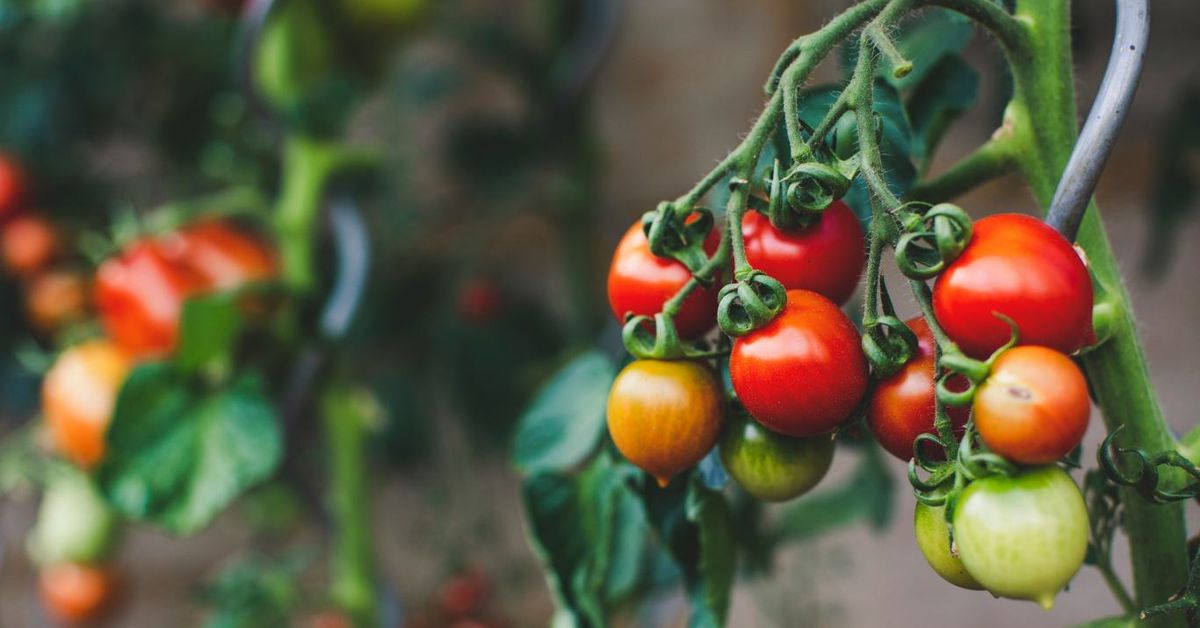 Cómo hacer para madurar tomates verdes