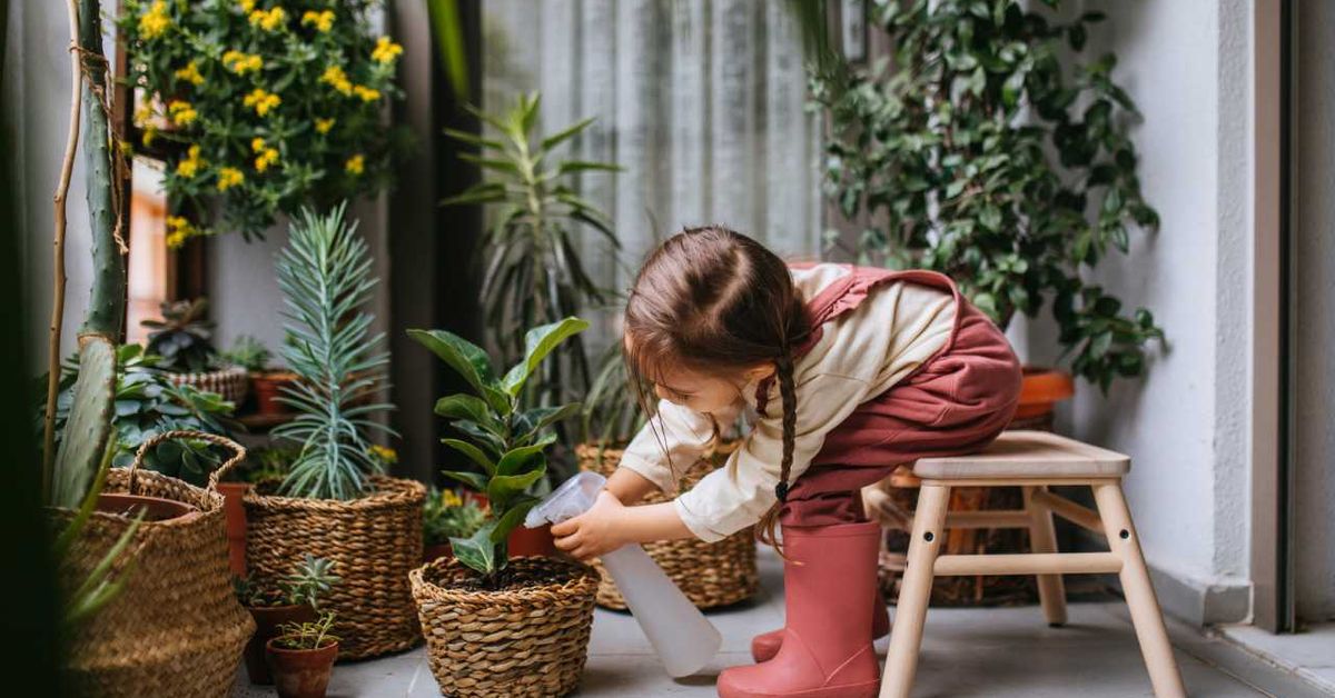 Dónde colocar las plantas en tu hogar y mejorar la decoración