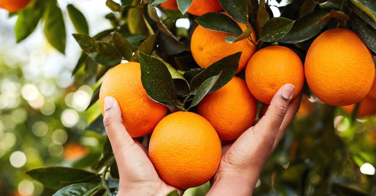 Todo sobre el naranjo: cuidados y reproducción - Jardinatis